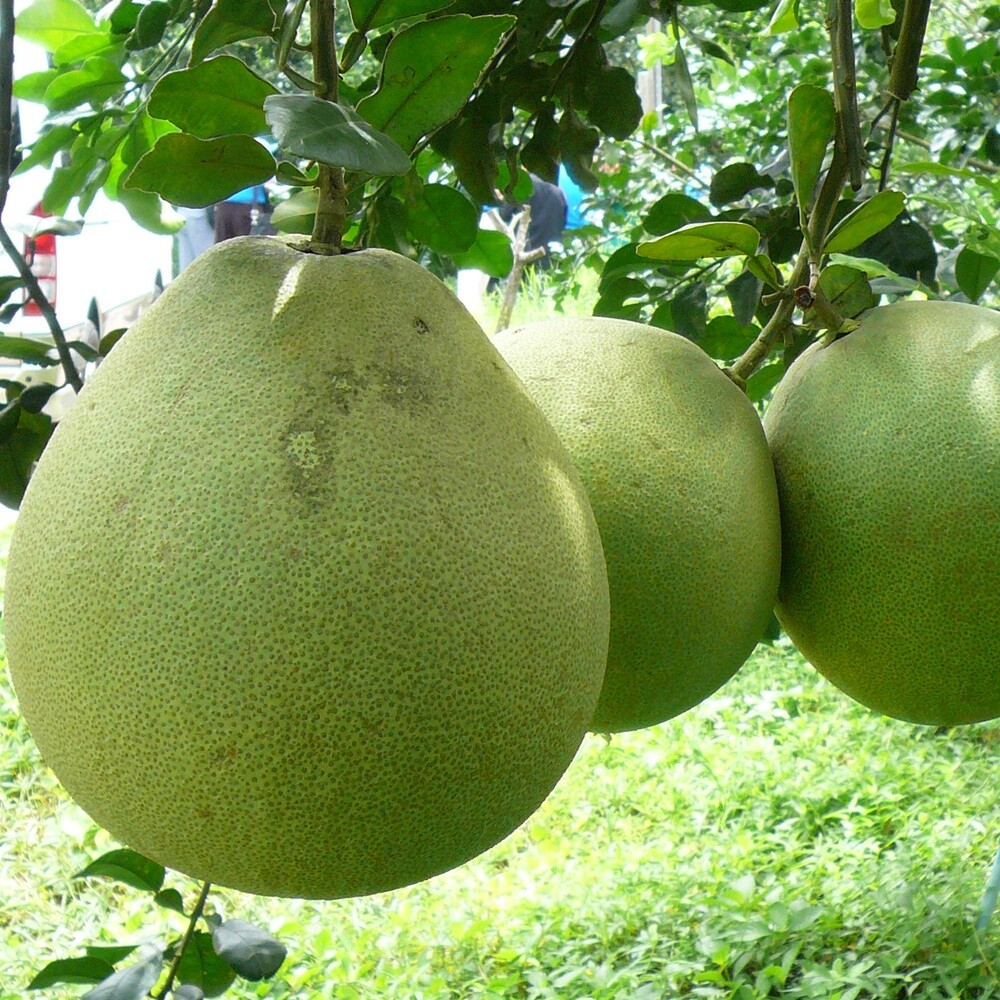 Pomelo Grafted Plant Pummelo Pumelo Fruit Tree Tropical Tall 24 inchs ...