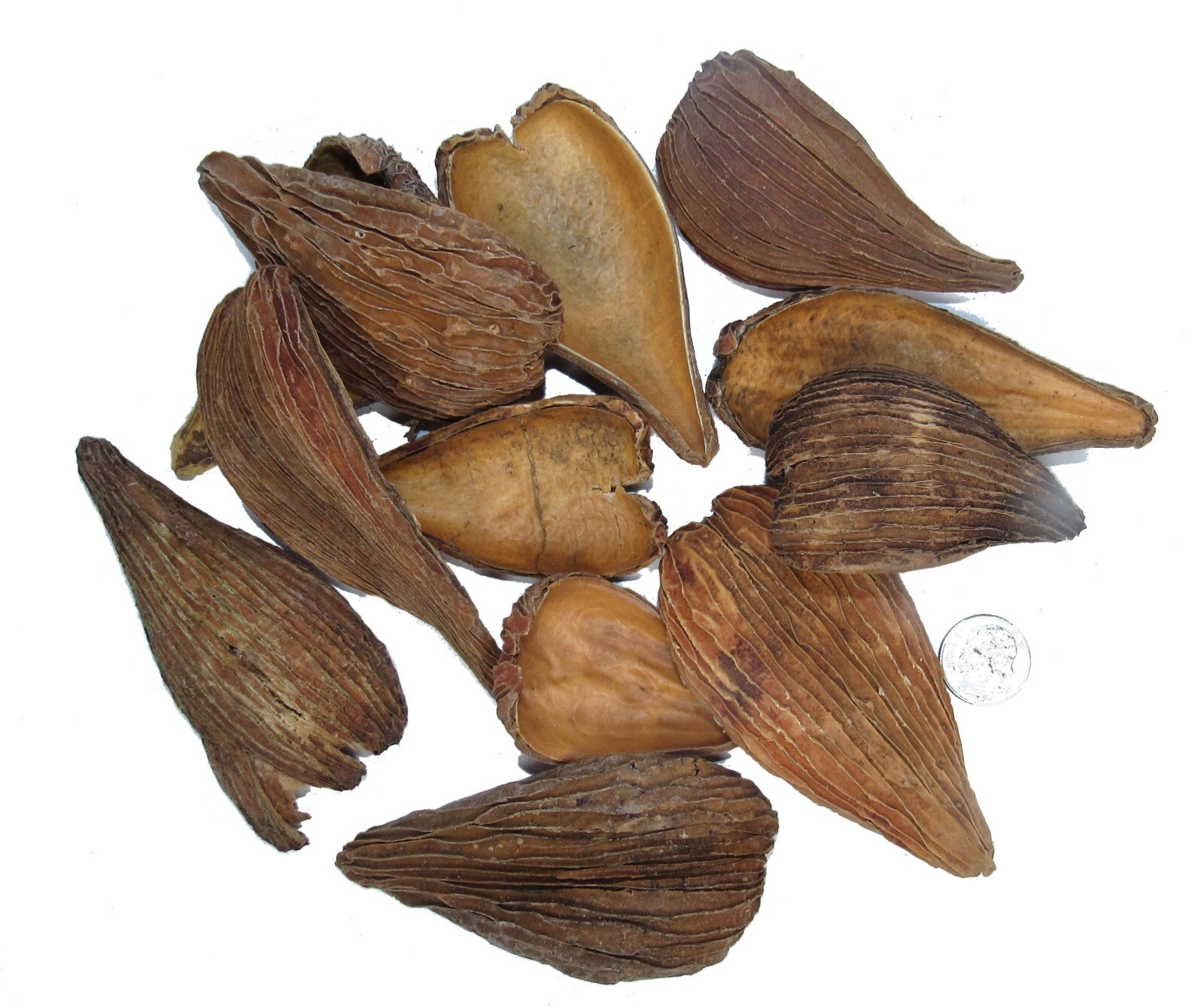 ARTI PODS crafts dried floral seed vase filler botanicals aquarium ...