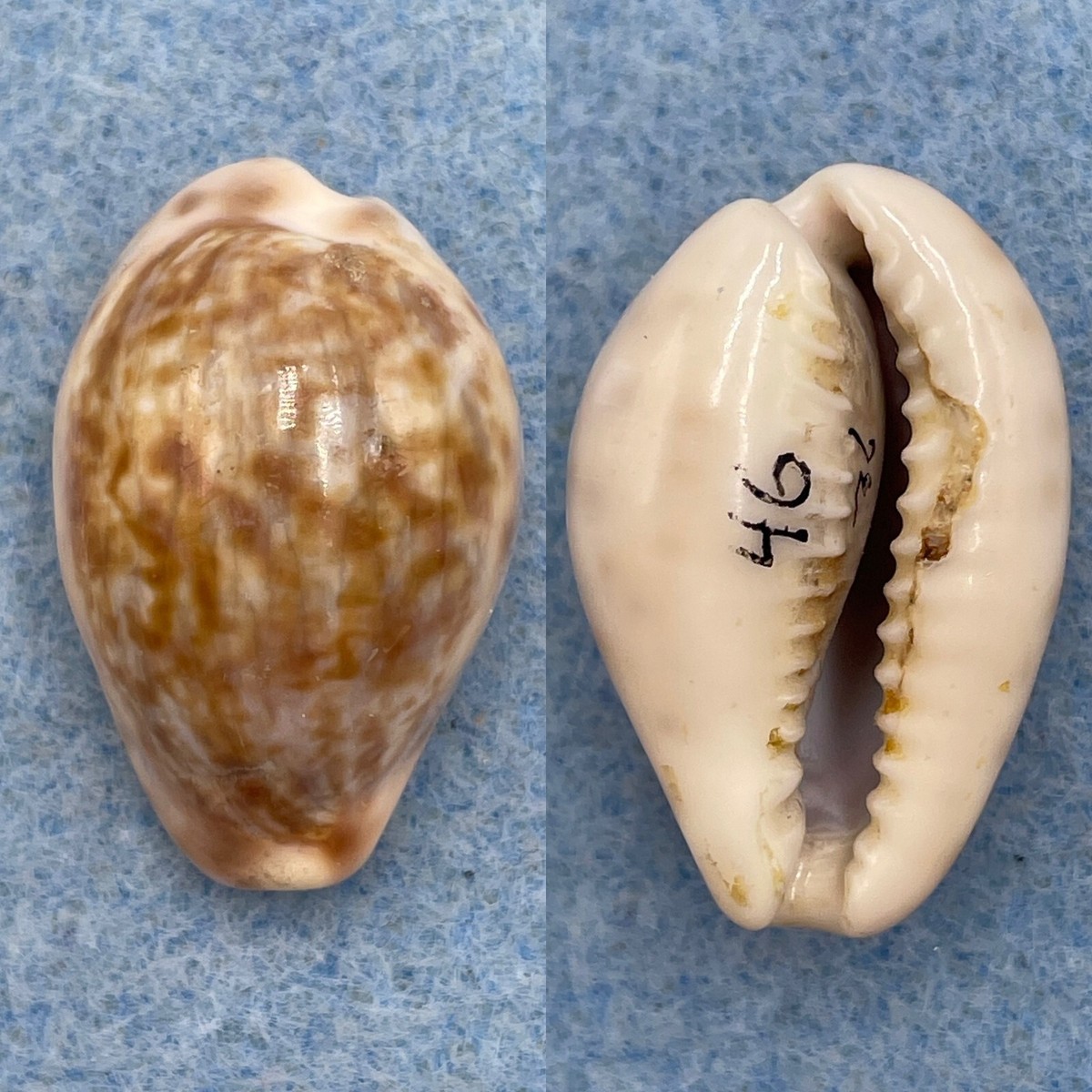 Zonaria Logo Drosera Zonaria Species Profile Fierce Flora