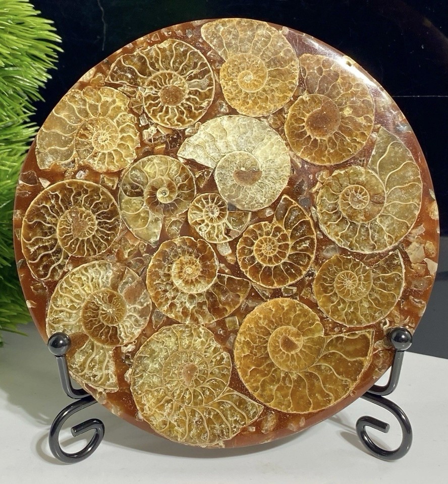 Large 11cm Jurassic Crystal Ammonites Fossil Disc 416 Million Year Old ...