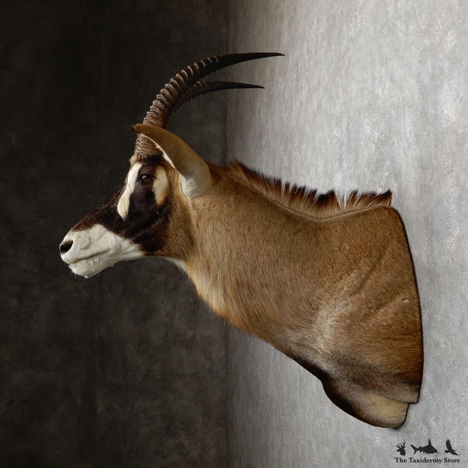 #19498 WC | Roan Antelope Taxidermy Shoulder Mount For Sale | eBay