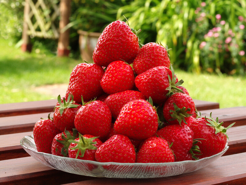 Ever Sweet Everbearing Strawberry Plants Everbearing Strawberry Plants