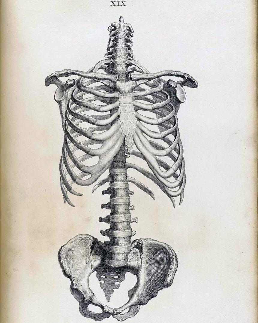 Vintage Anatomical Drawing