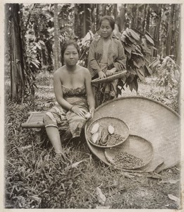 c.1890's PHOTO INDONESIA JAVA WOMEN SPLITTING PODS COFFEE? | eBay