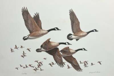 Maynard Reece - Flight - Canada Geese (Excellent Condition) - S/N Litho ...