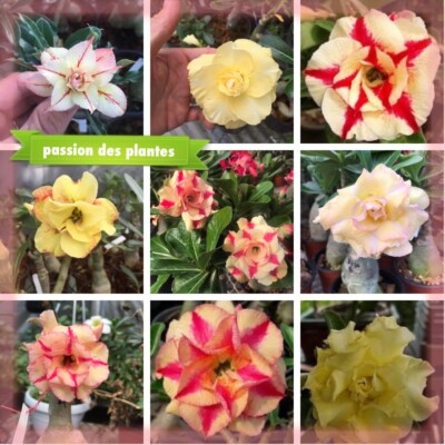 Adenium obesum Mix 2 Yellow (10 Graines ,seeds) | eBay