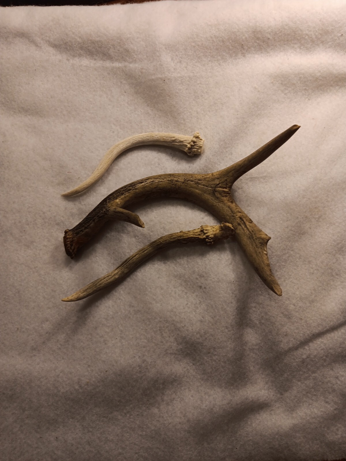 Antlers Assorted For Pipe Shank Knife handles And Crafts. NEW Lower ...