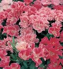 Godetia Azaleaflora Double Mix 5,000 seeds | eBay
