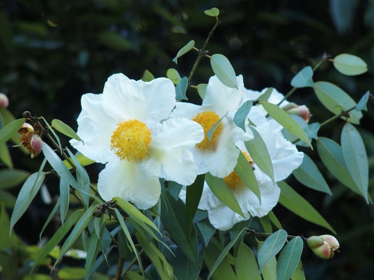 Natural Flowers In Sri Lanka Illustrated Field Guide To The Flowers Of