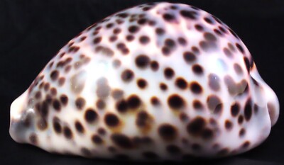 Cypraea Tigris Hawaiian Tiger Cowry Seashell Medium Size 82.55mm (AA ...