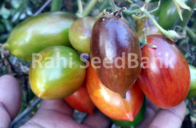 Shadow Boxing Pointy Type Tomato - 10 Seeds! | eBay