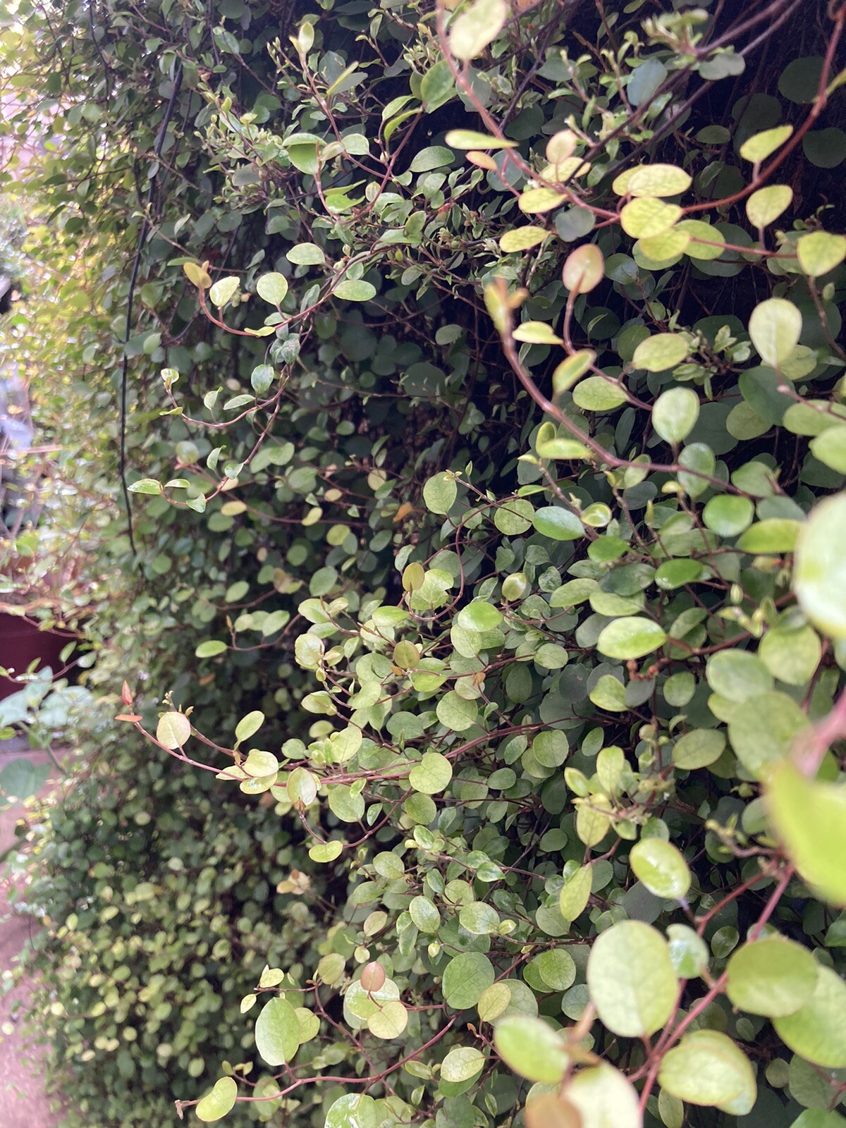 Muehlenbeckia complexa ‘Fairy Vine’ ‘Wire Vine’ (Pohuehue) Eight 5-9 ...