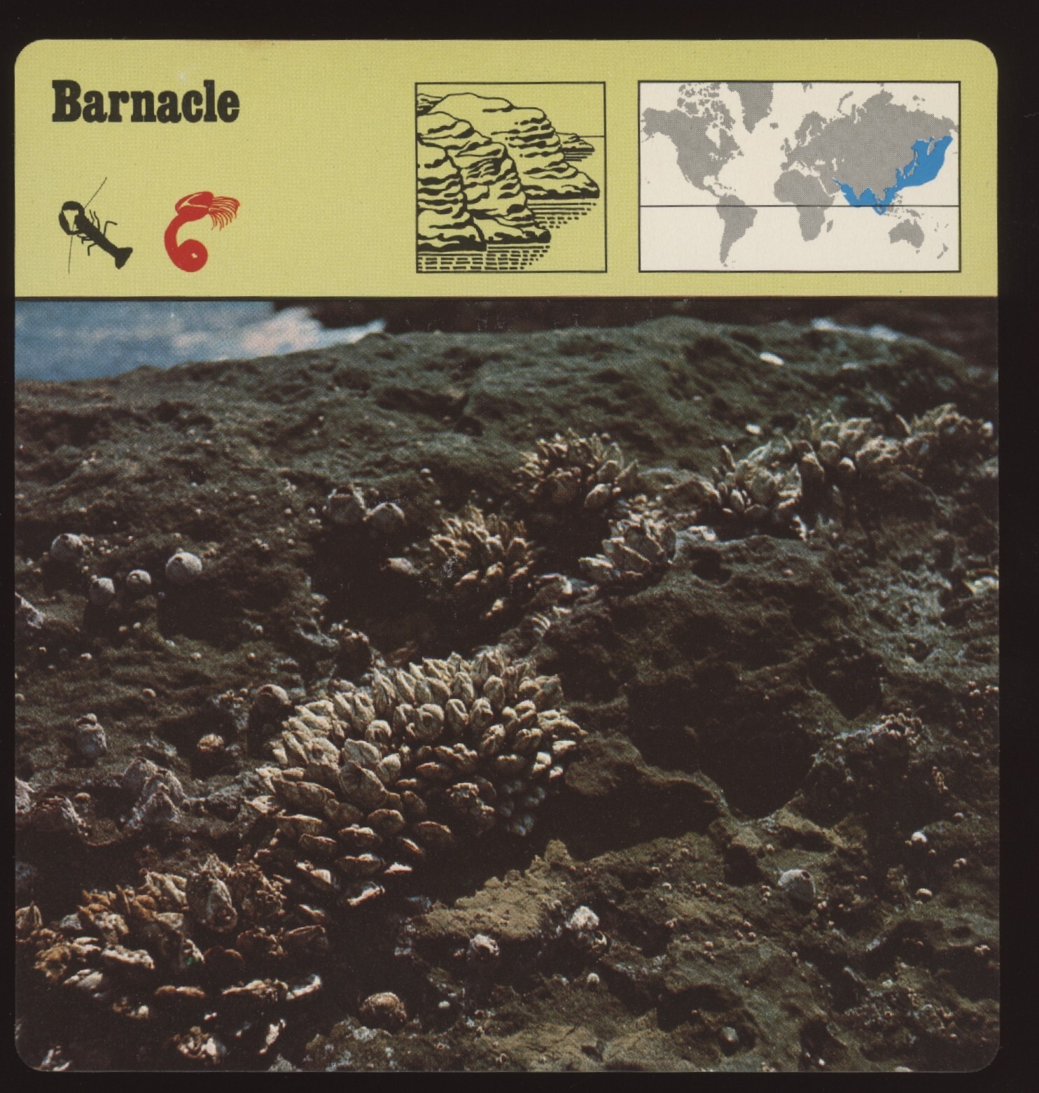 Barnacle Safari Cards Rencontre Arthropods | eBay