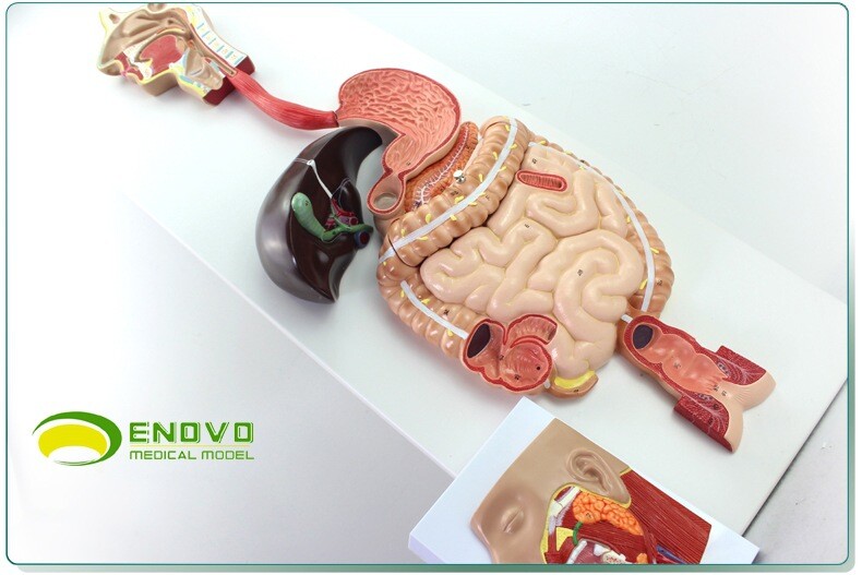 VISCERA-Digestive system-3parts Human Medical Teaching Anatomical Model ...