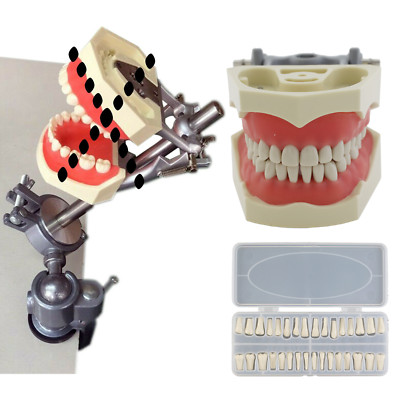 Other - Dentoform Typodont Dental Model