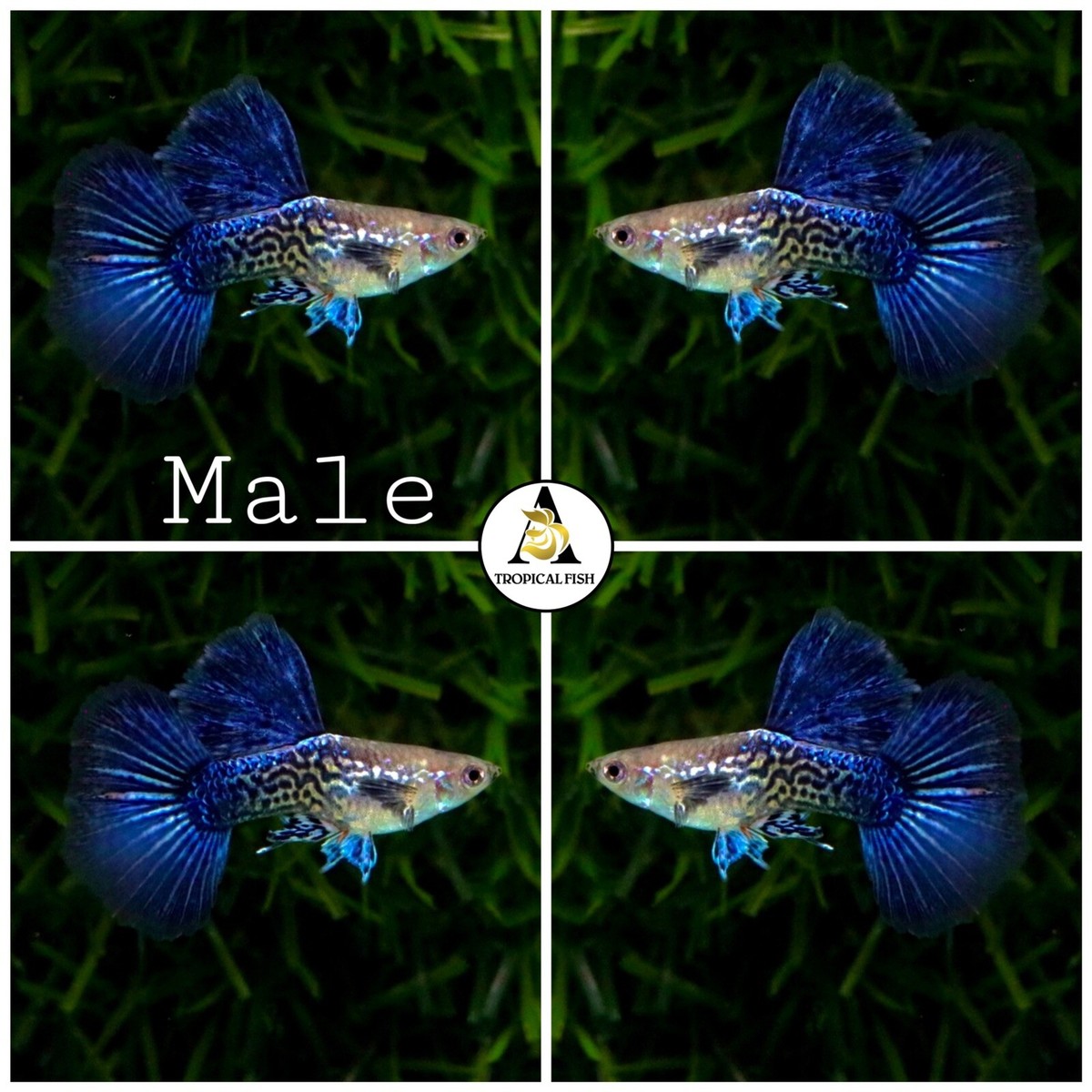 Blue Dragon Fish Price