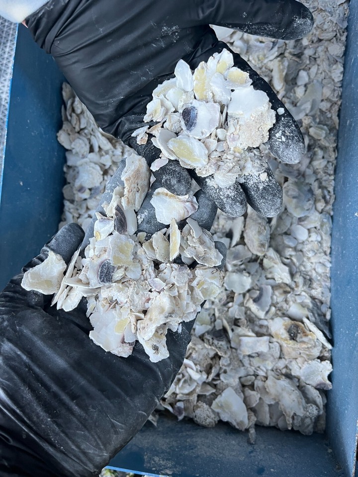 Crushed Oyster Shell for Tabby Concrete – Bulk by the Pound | eBay