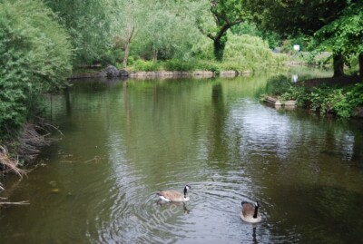 Photo 6x4 Geese, Crystal Palace Park Penge c2011 | eBay UK