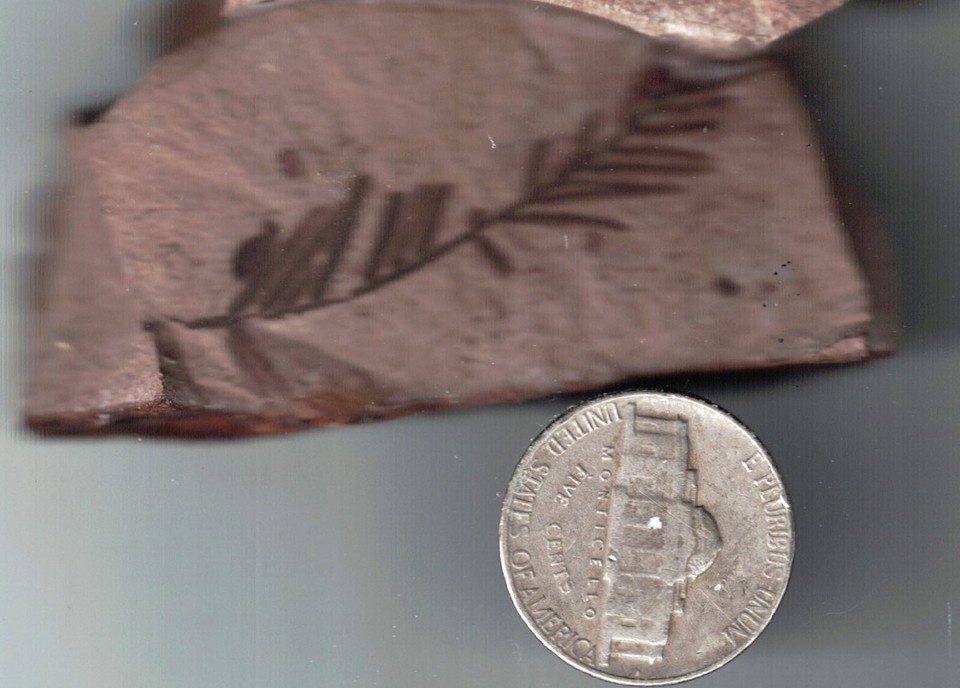 Fossil plant thorn/metasequoia Oregon | eBay