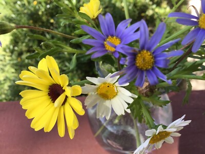 Daisy Seed Mix Painted 100 seeds pastel blue,yellow white. | eBay