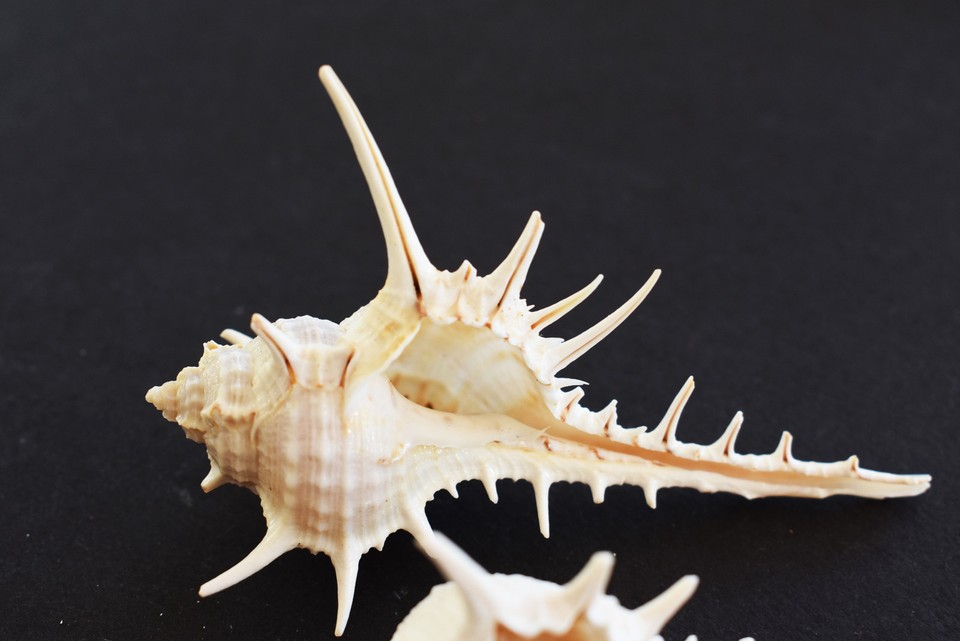 12 Beautiful Unique Murex Turnispina Shells 2"-3" Real Sea Shells Beach ...