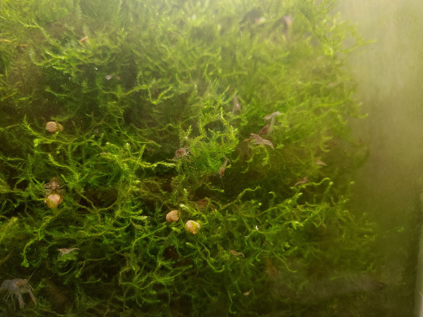 10 least Dwarf Crayfish MICRO Lobster Cambarellus diminutis live ...