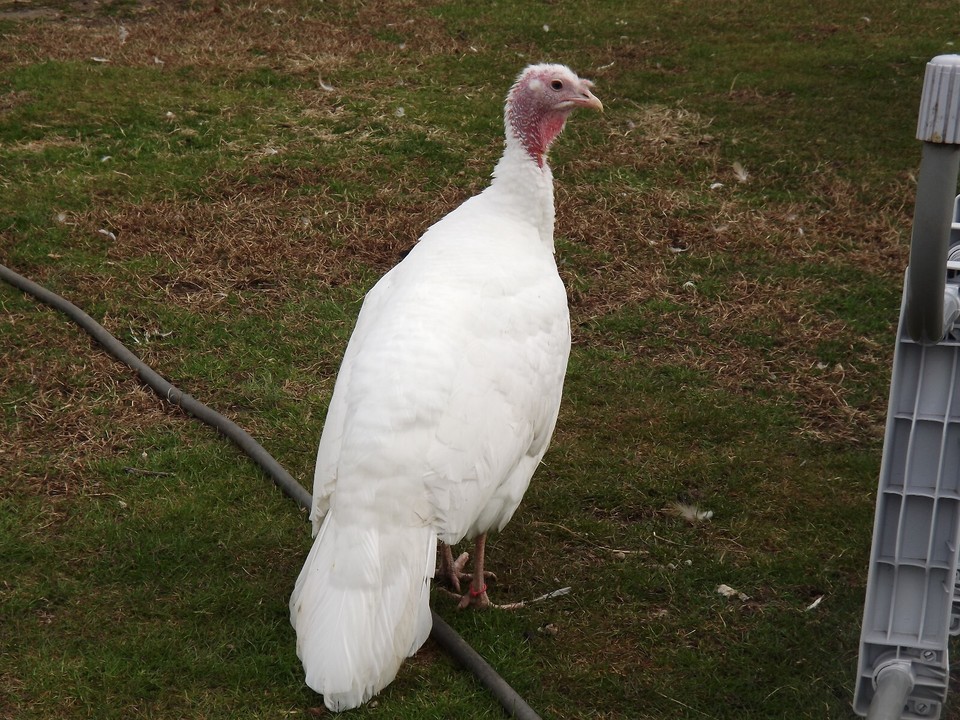 4 RARE HERITAGE BELTSVILLE SMALL WHITE TURKEY HATCHING EGGS-ORGANIC ...