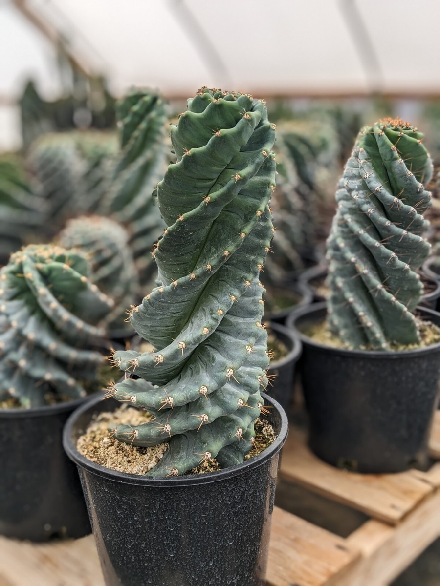 Twisted Cactus Cereus Forbesii 'Spiralis' Elves Garden