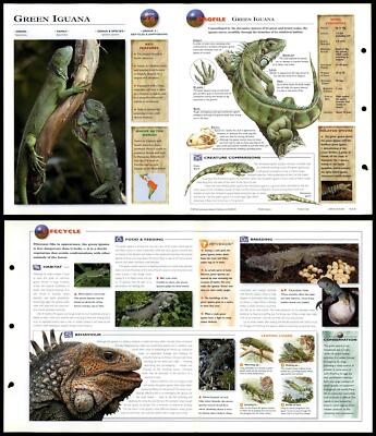 Green Iguana #24 Reptiles - Wildlife Explorer Fold-Out Card | eBay UK