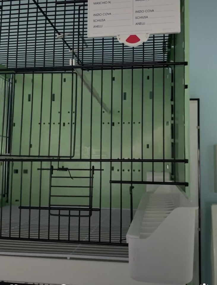 90cm 35" Plastic Double Breeding Cage & Divider - Budgie Canary Finch ...