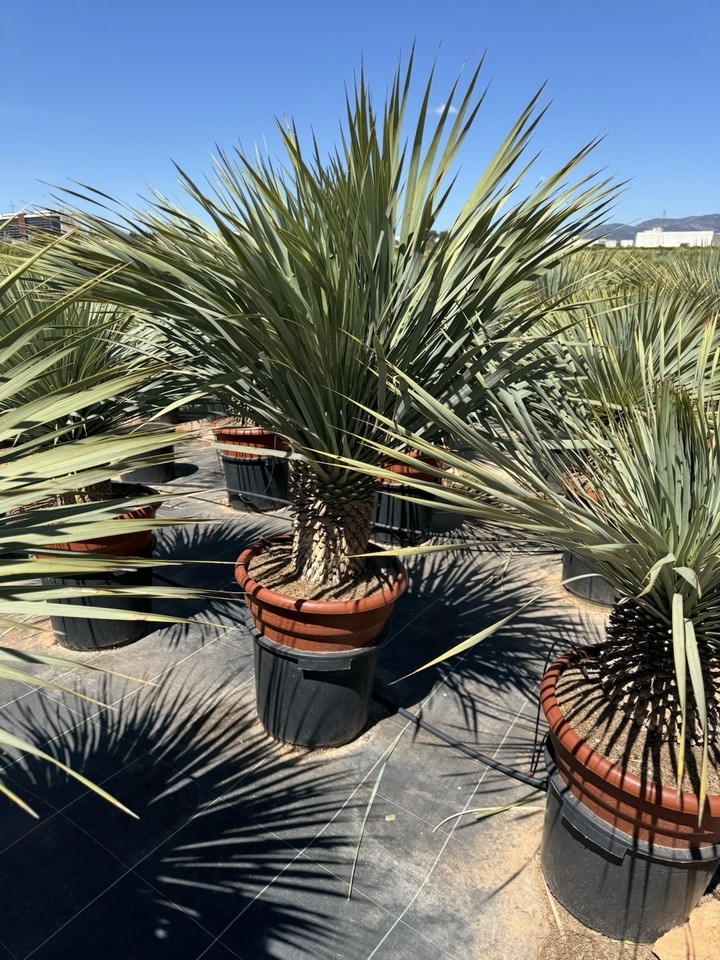 yucca rostrata 3ft Height 35L Pot very hardy for UK weather 100 ...