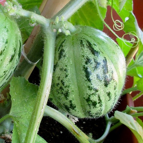 GURKENMELONE 'Carosello Manduria' 10 Samen ROBUST bitterfrei SAFTIG ...