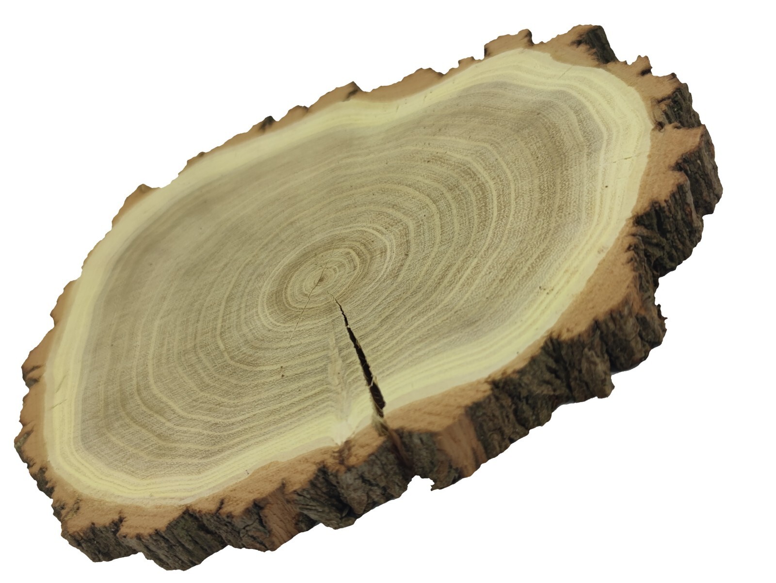 Baumscheibe Holzscheibe mit Rinde geschliffen Fi 15-35 cm; 2-3,5 cm ...
