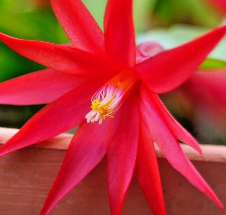 Rhipsalidopsis Gaertnerrii RED Easter Cactus 1 Live 2-4" Rooted Flower ...
