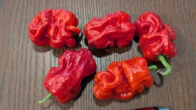 Dragon's Toe Pepper Seeds – Asian Wrinkled Hot Chili – Capsicum annuum ...