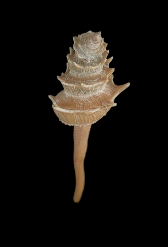 Sea shells Columbarium pagoda 66mm RARE | eBay