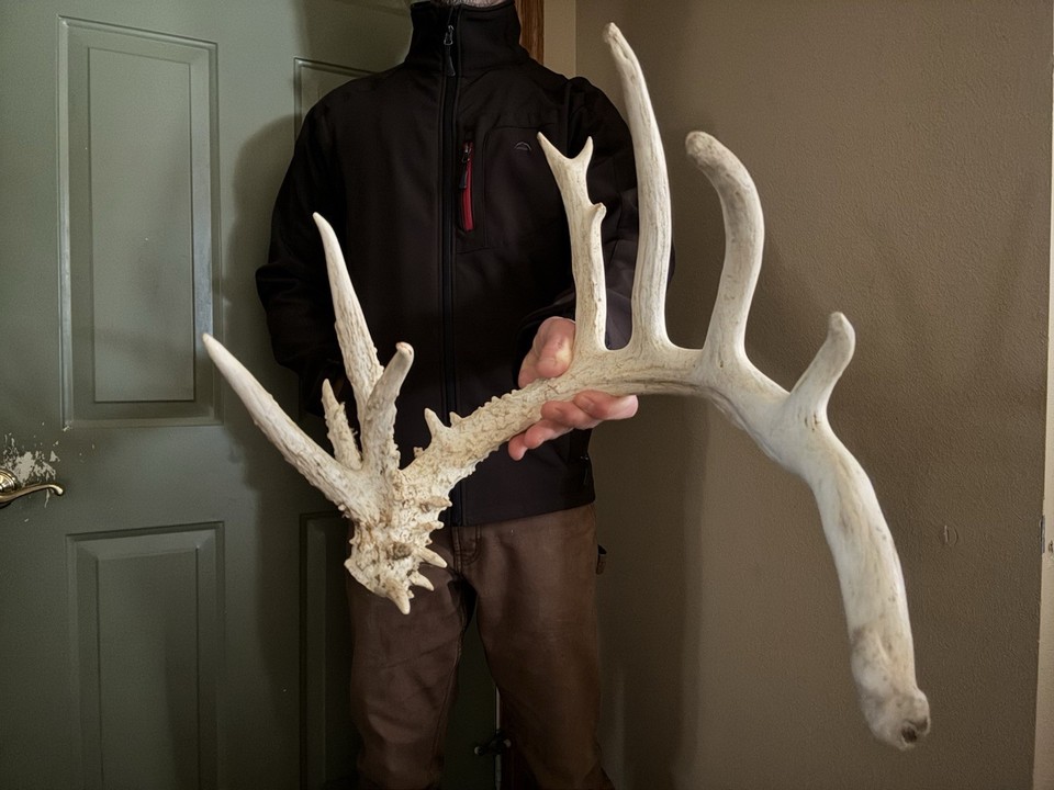 Giant 13 Point 102" Whitetail Deer Antler Cut-Off Rustic Not Shed | eBay