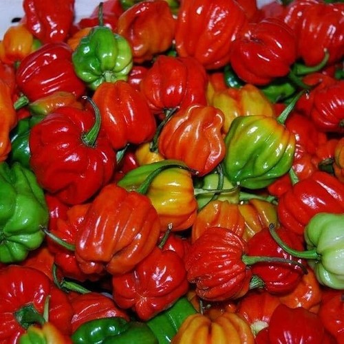 Aji Dulce Cachucha Sweet seasoning pepper popular in Puerto Rico, Latin ...