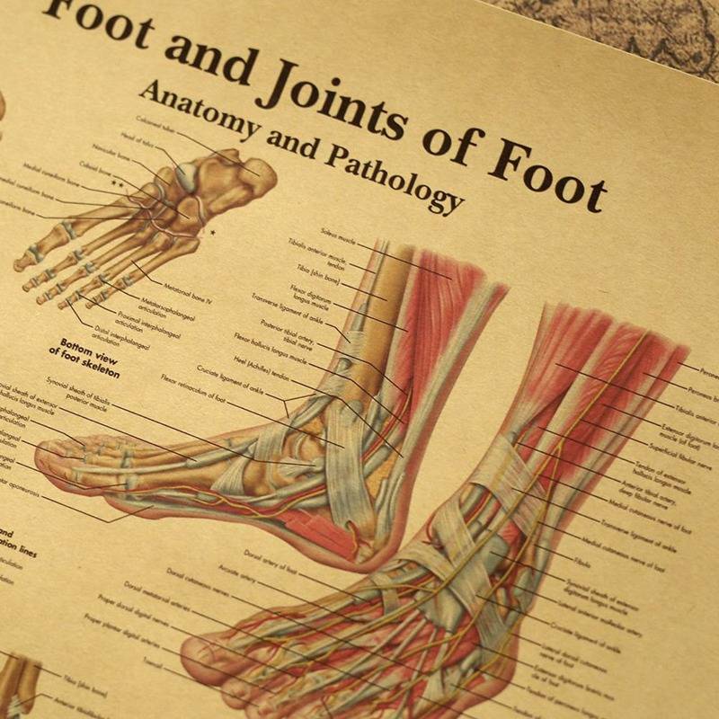 Body Structure Retro Poster The Feet&Joints of Foot Kraft Paper Wall ...