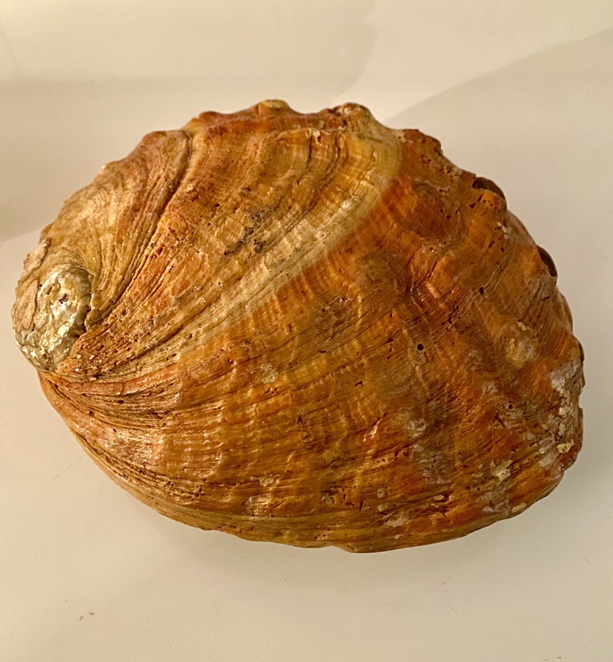 Natural Haliotis Rufescens Rare Red Abalone California 22CM 822g | eBay