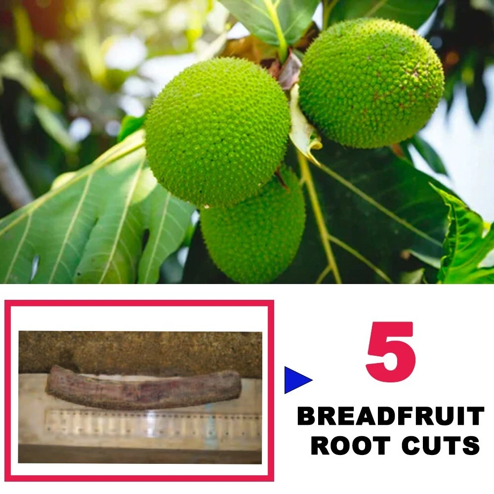Breadfruit Tree Roots