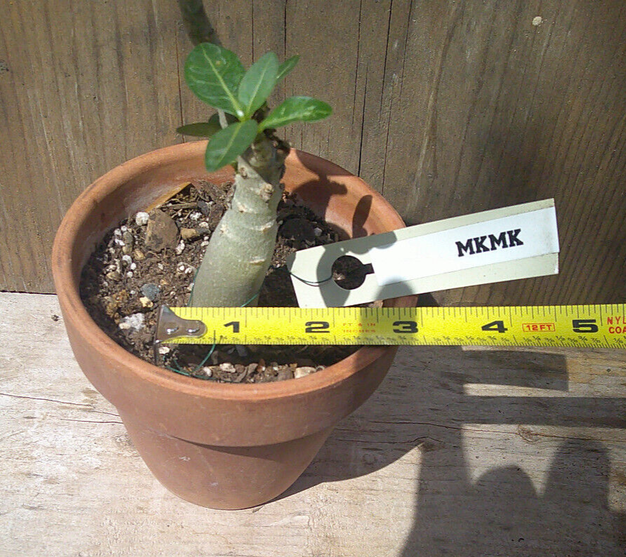 Desert Rose Adenium Thai Arabicum Hybrid MKMK Muangkong Marrakot 7 ...