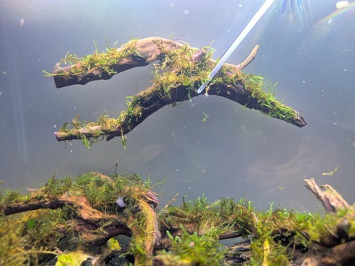 Java Moss Spider Driftwood – Exact Piece Shown – Nano or Betta Tank - WYSIWYG | eBay
