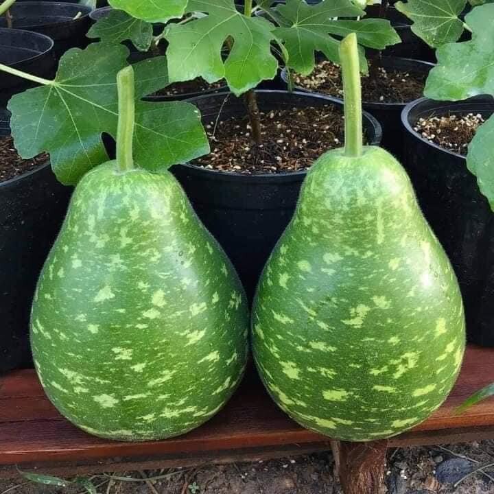 Hạt Giống Bầu Sao Tron Bau Sao Nam Tao Yai Mottled Bottle Gourd Star 30 ...