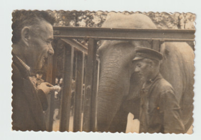 Photo Man at zoo feeds an elephant wild animal VTG | eBay