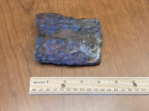 Lepidodendron Stigmaria Fossil Lycopod Tree Root Carboniferous Period ...