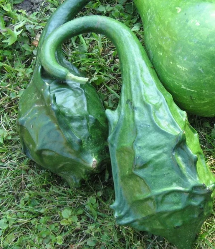 20 Caveman's Club Dinosaur Gourd Seeds - Maranka Squash - Heiroloom ...