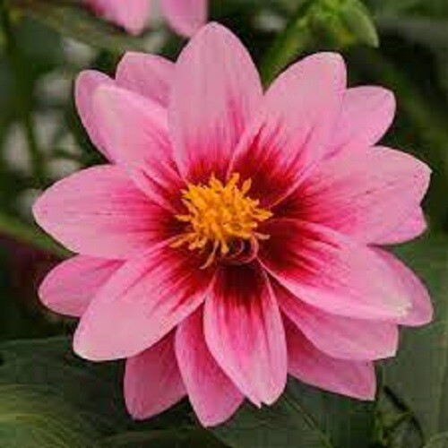 50 DAHLIA DALAYA PINK ROSE EYE Live Plants Plugs Garden Home DIY 251 ...