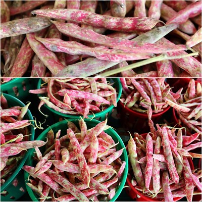 BUSH BEAN Tongue of Fire 15 Seeds HEIRLOOM vegetable garden SNAP DWARF ...
