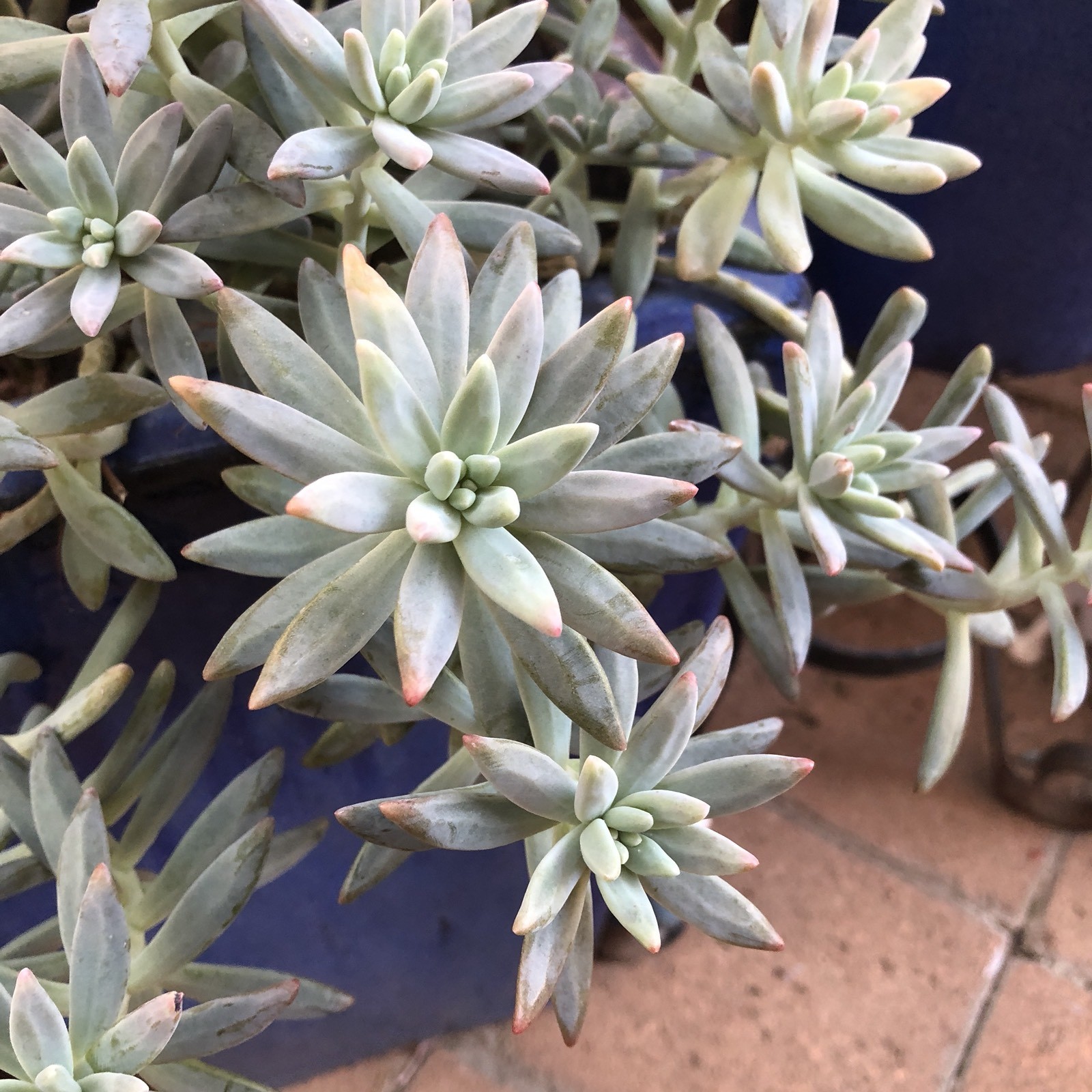 4x Pachyphytum Frostbite Cuttings -Succulent | eBay Australia